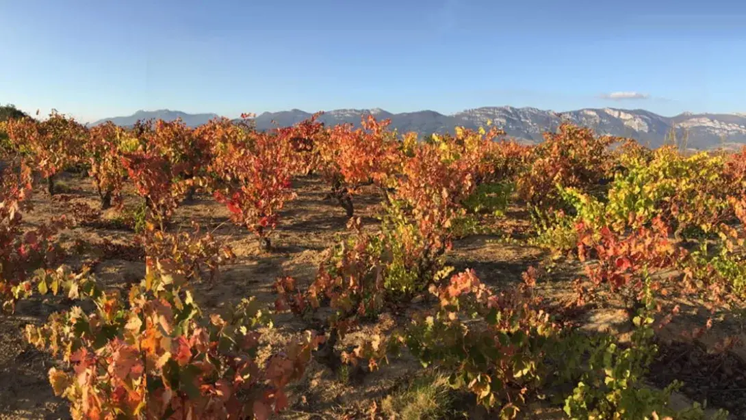 The beautiful autumn of 2016 | Muriel Wines