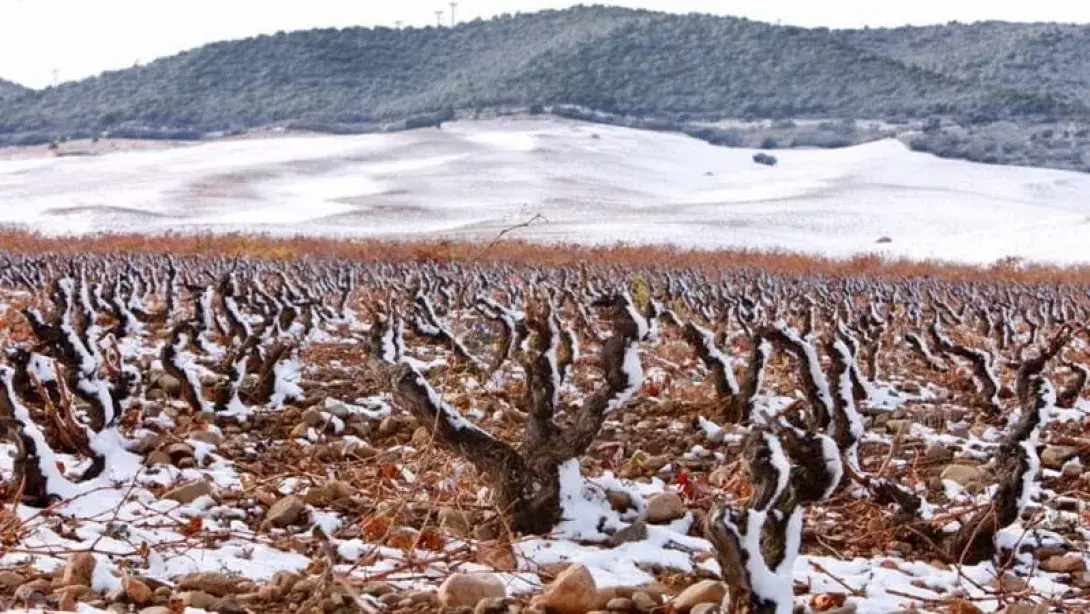 On the slopes of Yerga mountain | Muriel Wines